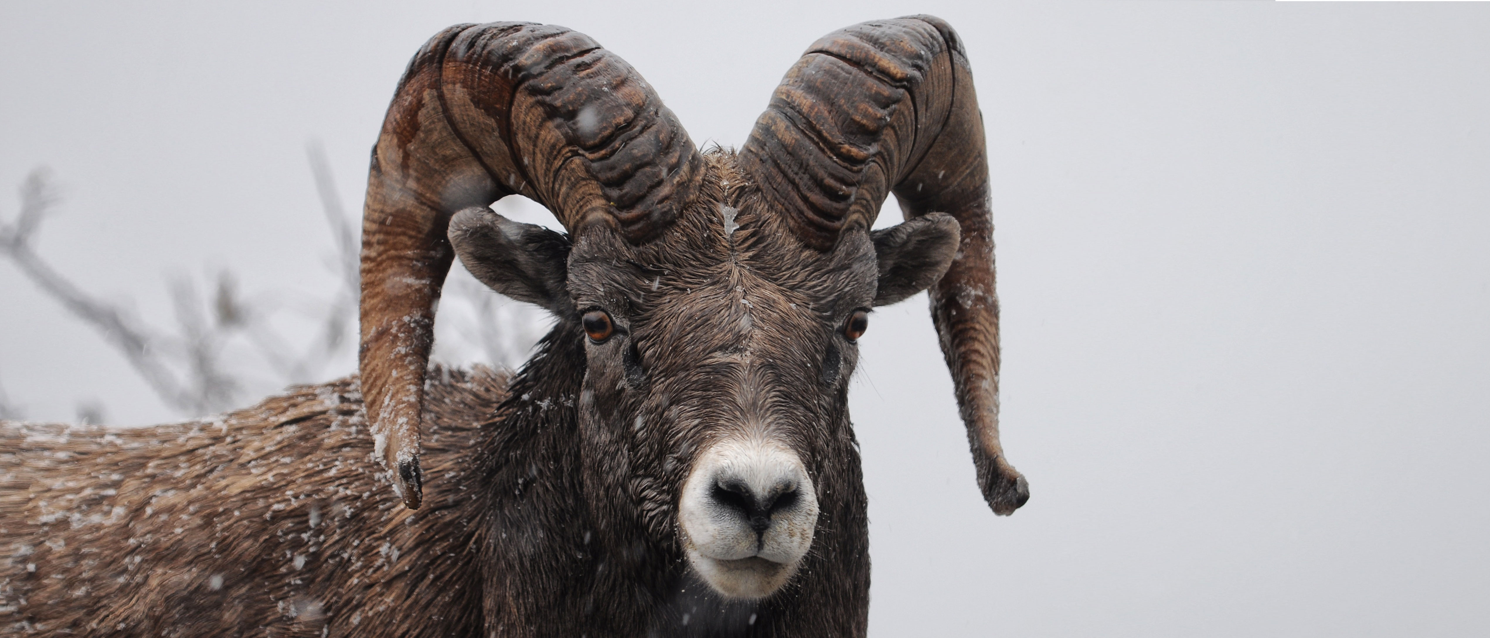 GOAT vs. JOAT - Bright Oath Marketing